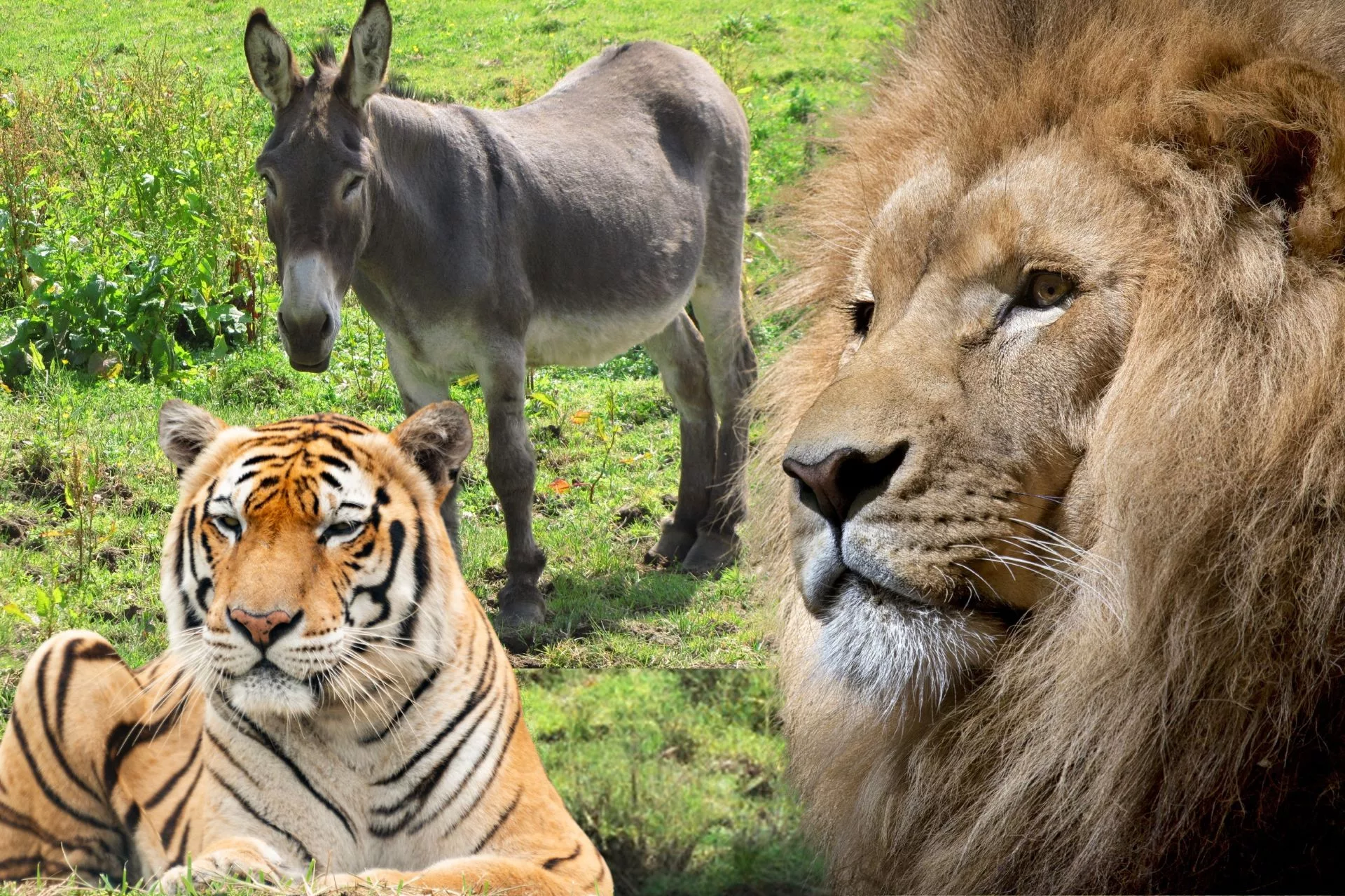 The grass is blue: Don't Argue with Donkeys - Dr. Gustavo Benejam PsyD